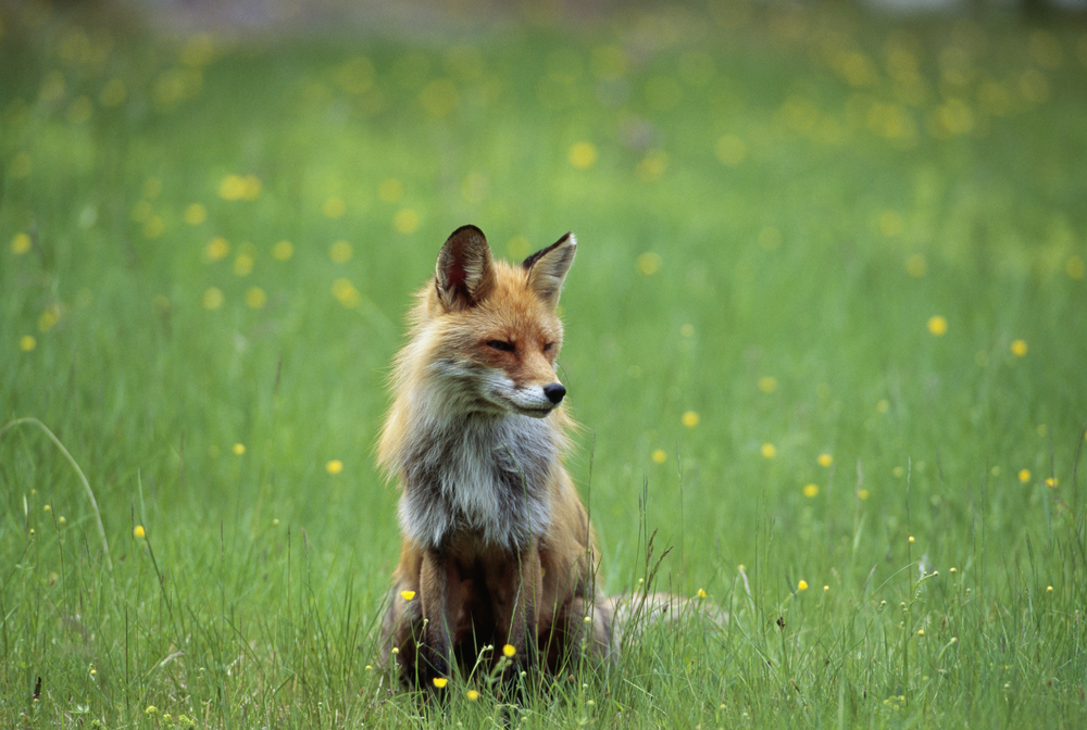 Move over Easter Bunny, here comes the Easter Fox – Dowsing for Divinity