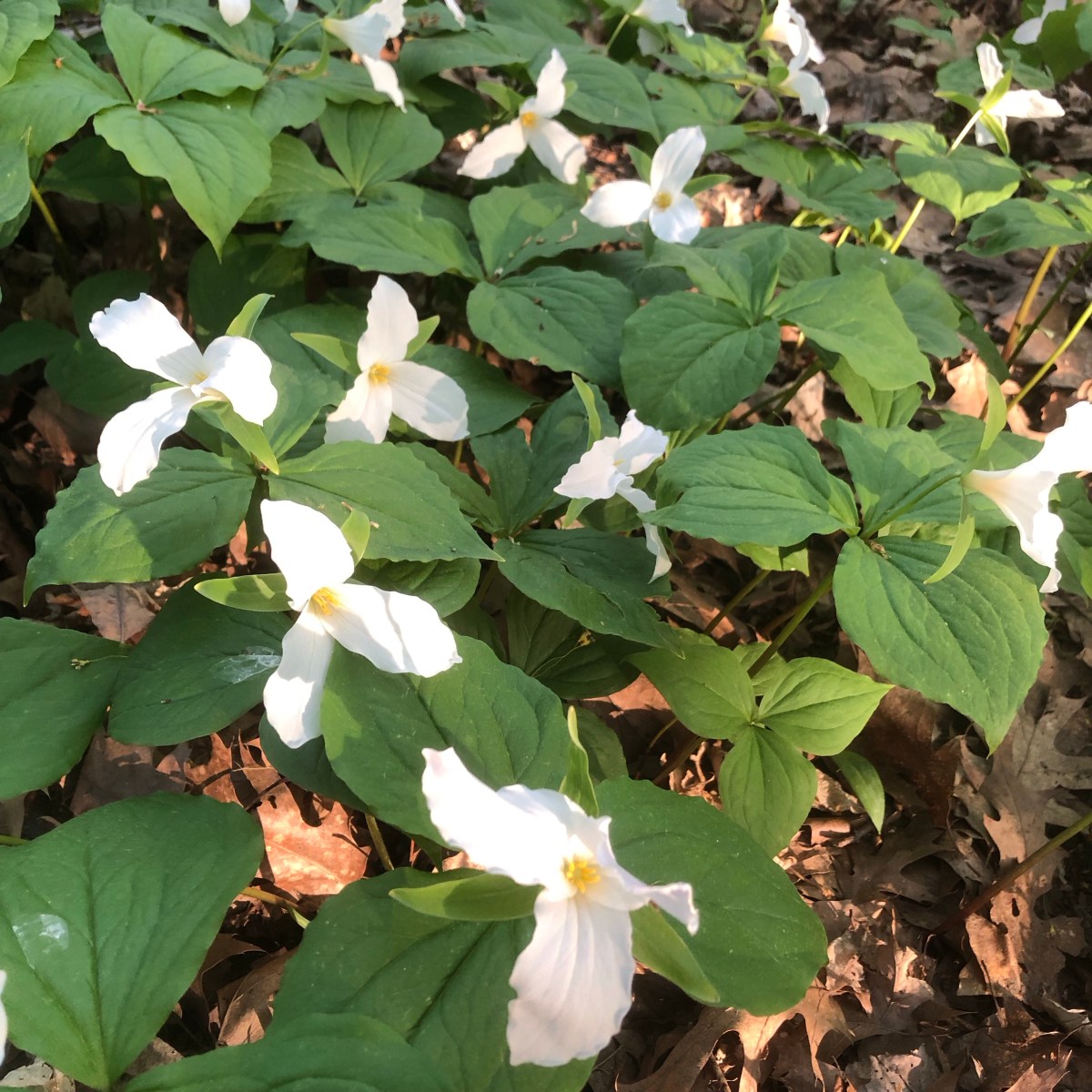 Her eyes are flowers – Dowsing for Divinity